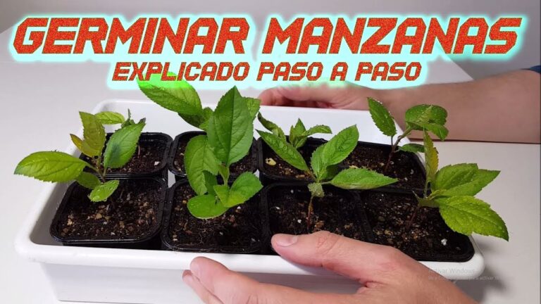 Cómo Sembrar una Semilla de Manzana: Guía Paso a Paso para Cultivar Tu ...
