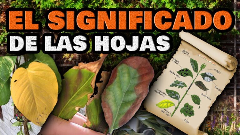 Guía Completa: Enfermedades de las Hojas de las Plantas con Fotos Identificativas - Toda la ...