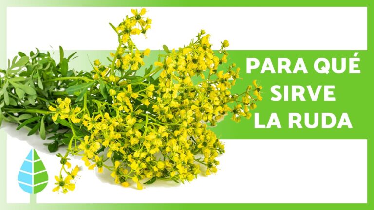 Cómo es la Planta de la Ruda: Características, Usos y Cuidados ...