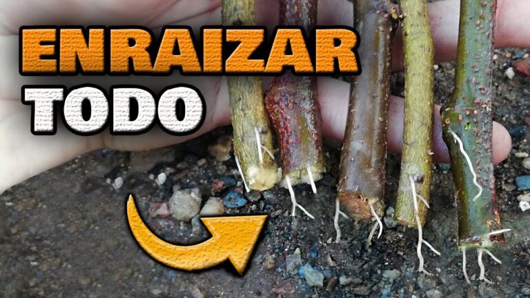 Cómo Sacar Raíces de una Planta: Guía Paso a Paso para Propagar con ...