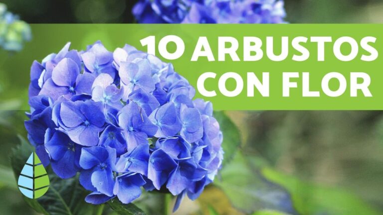 Guía Completa de Arbustos de Jardín: Nombres y Características ...