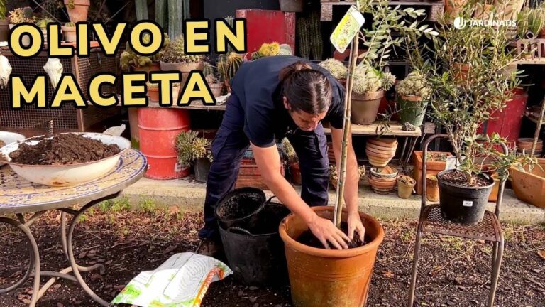 Guía Completa: Cómo Cuidar un Olivo en Maceta para un Crecimiento Saludable - Toda la ...