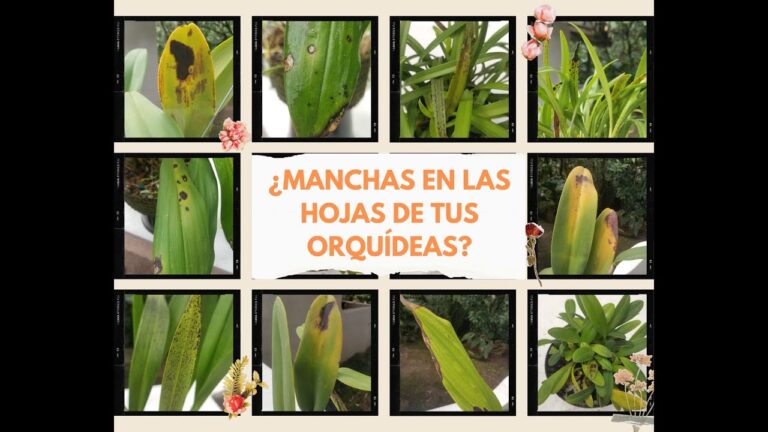 Cómo Identificar y Tratar las Manchas Negras en las Hojas de Orquídeas: Guía Completa - Toda la ...