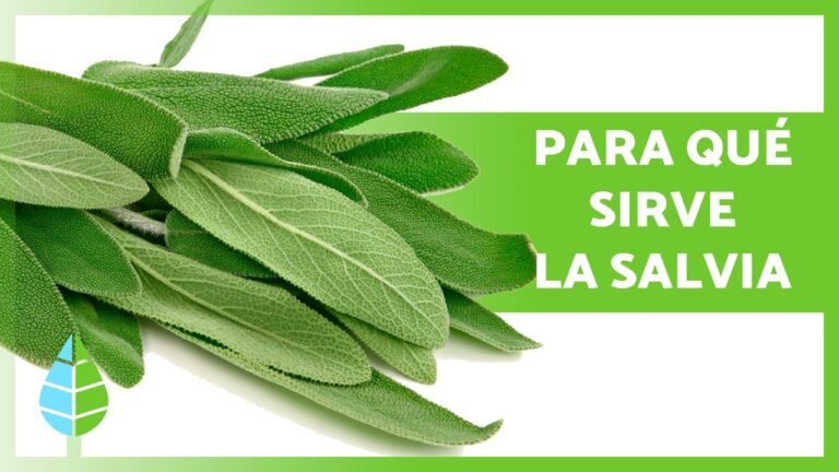 ¿Para Qué Sirve la Savia de los Árboles? Beneficios y Usos Esenciales ...