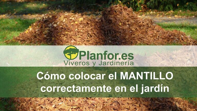¿Qué es el mantillo en jardinería? Beneficios y usos esenciales para tu ...