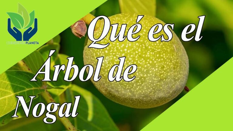 ¿Qué Fruto Da el Árbol Nogal? Descubre Todo sobre las Nueces y su ...